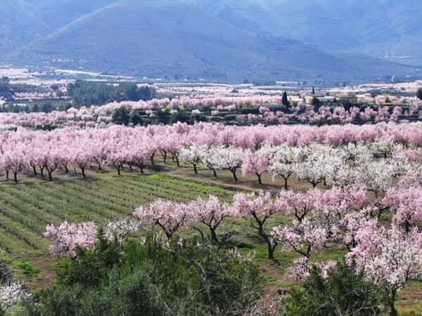 Jalon Valley in Spain | Xalo Valley | BlancaCars.com